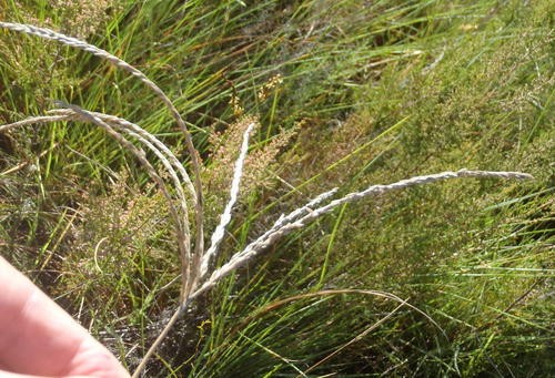 Digitaria (Digitaria eriantha) - PictureThis