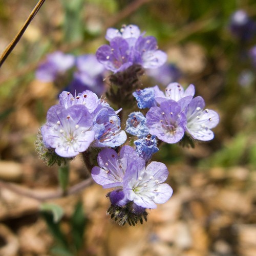 Phacelia breweri - PictureThis