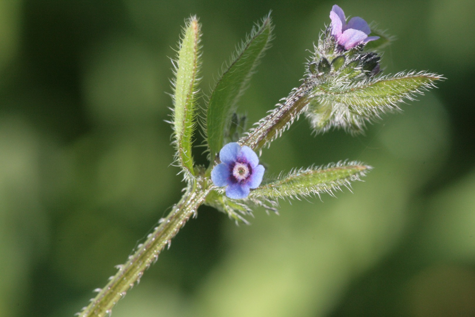 Madwort (Asperugo procumbens) Flower, Leaf, Care, Uses - PictureThis