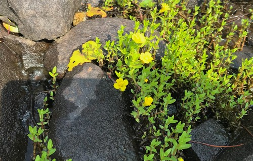 Gratiola aurea - PictureThis