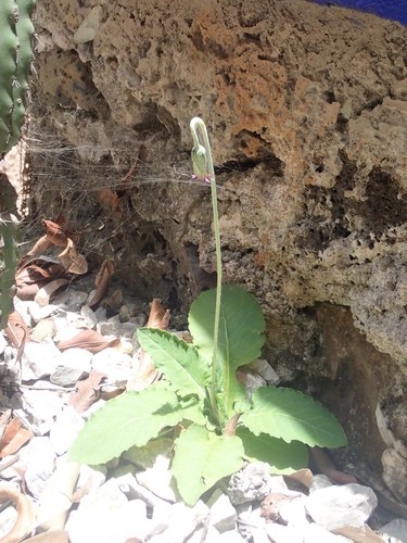 Chaptalia nutans - PictureThis