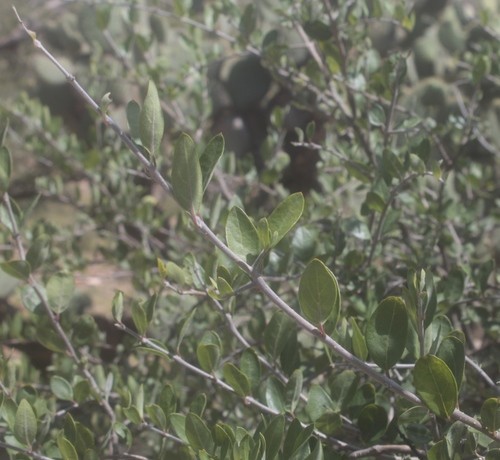 Olive (Oleaceae) Flower, Leaf, Care, Uses - PictureThis