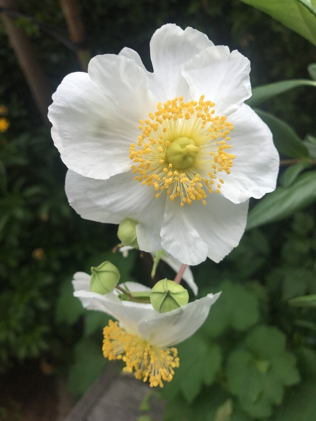 Tree Anemone Care (Watering, Fertilize, Pruning, Propagation) - PictureThis