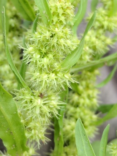 🌱 How to Propagate Rumex persicarioides var. fueginus