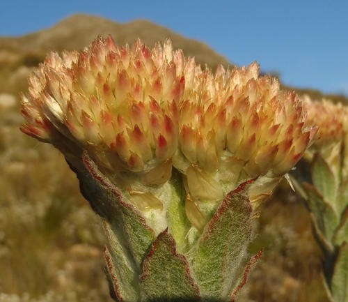 Syncarpha milleflora Cuidados (Plantando, Fertilizantes, Enfermedades ...