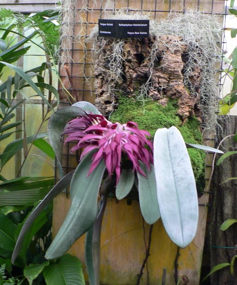 Pygmy tree orchid (Bulbophyllum pygmaeum) Flower, Leaf, Care, Uses ...