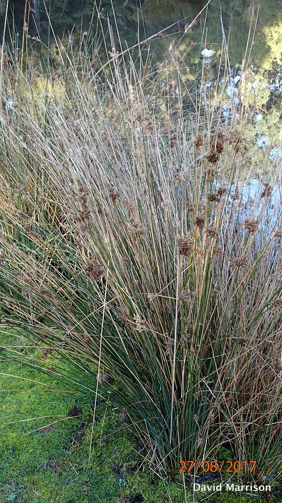 How to Plant and Grow Pale rush(Juncus pallidus)