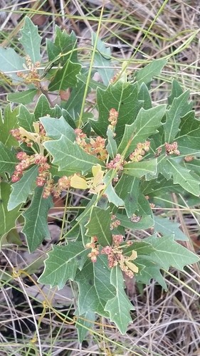 Cómo identificar Quercus minima (Quercus minima)