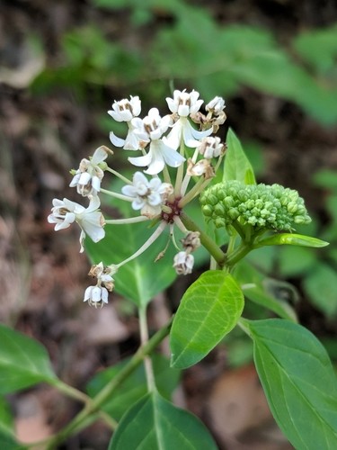Texas milkweed (Asclepias texana) Flower, Leaf, Care, Uses - PictureThis