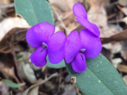 Tree hovea (Hovea elliptica) Flower, Leaf, Care, Uses - PictureThis