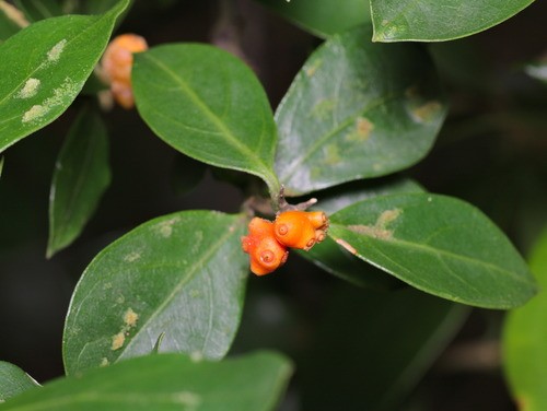 Gynochthodes parvifolia - PictureThis