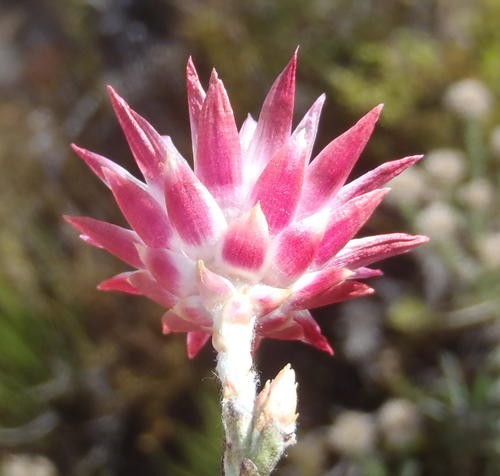 Syncarpha canescens - PictureThis