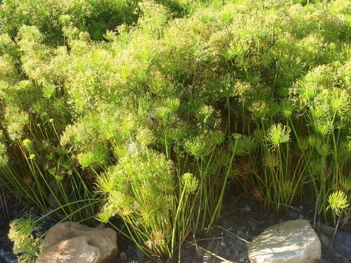 Cyperus prolifer - PictureThis