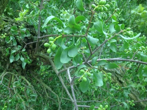 Mulberry mistletoe Care (Watering, Fertilize, Pruning, Propagation ...