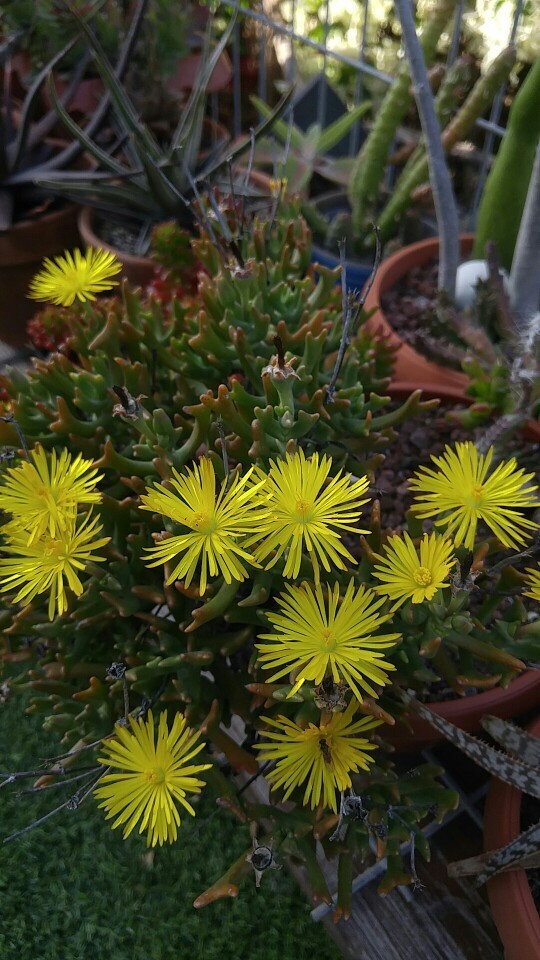 Rhombophyllum Flower, Leaf, Care, Uses - PictureThis