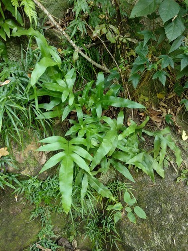 How to Plant and Grow Monarch fern(Phymatosorus scolopendria)