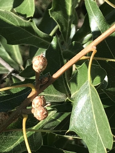 Quercus robusta - PictureThis