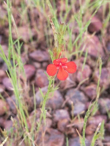 Asiatic witchweed (Striga asiatica) Flower, Leaf, Care, Uses - PictureThis