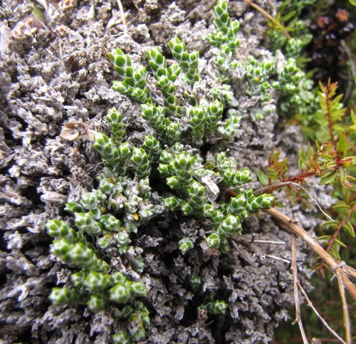 Ozothamnus selago - PictureThis