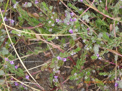 Mesamint (Pogogyne) Flower, Leaf, Care, Uses - PictureThis