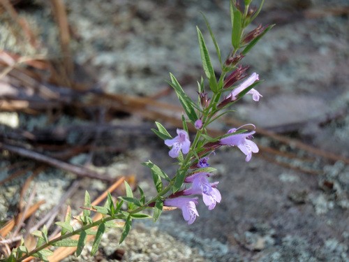 Hedeoma hyssopifolia - PictureThis