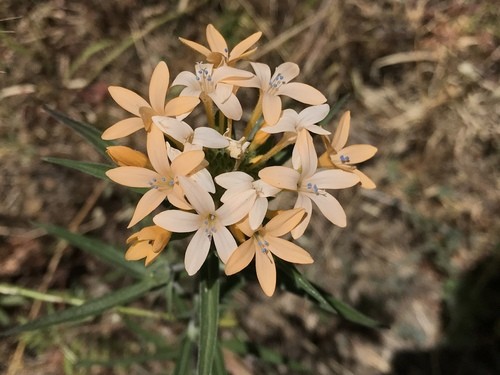 Grand collomia (Collomia grandiflora) Flower, Leaf, Care, Uses ...