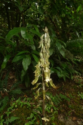 Gastrodia molloyi - PictureThis