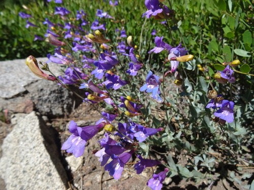 Penstemon azureus - PictureThis
