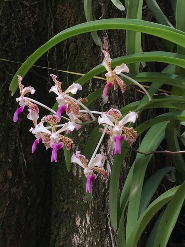 Vanda tricolor - PictureThis