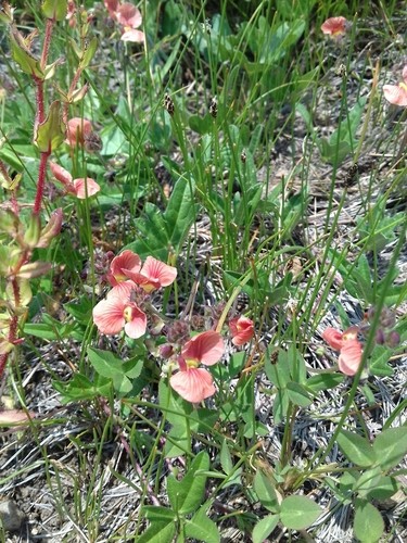 Jícama de monte (Macroptilium gibbosifolium) - PictureThis