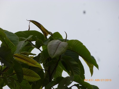 Ant tree Care (Watering, Fertilize, Pruning, Propagation) - PictureThis