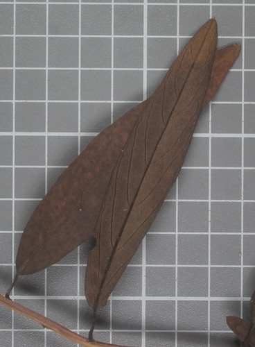 Ipomoea longifolia - PictureThis