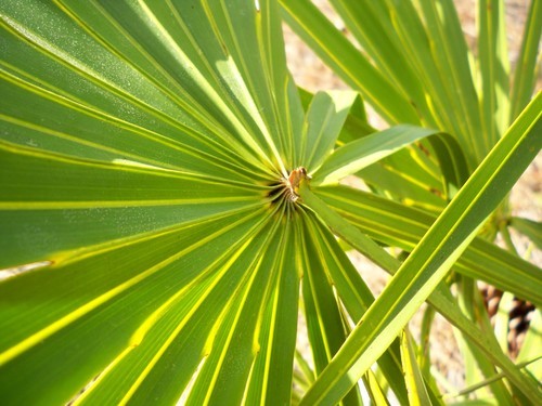 Saw palmetto (Serenoa repens) Flower, Leaf, Care, Uses - PictureThis