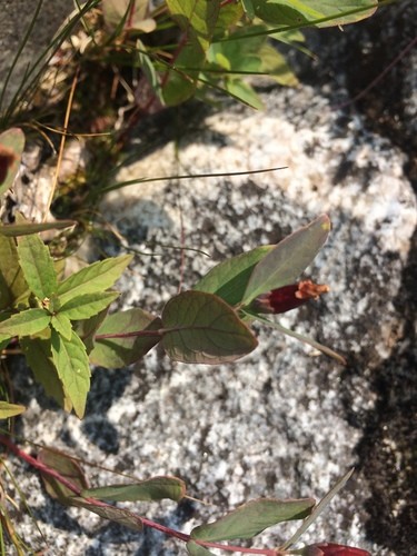Fraser's marsh St. John's wort (Triadenum fraseri) Flower, Leaf, Care ...