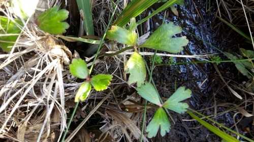 Ranunculus macropus - PictureThis