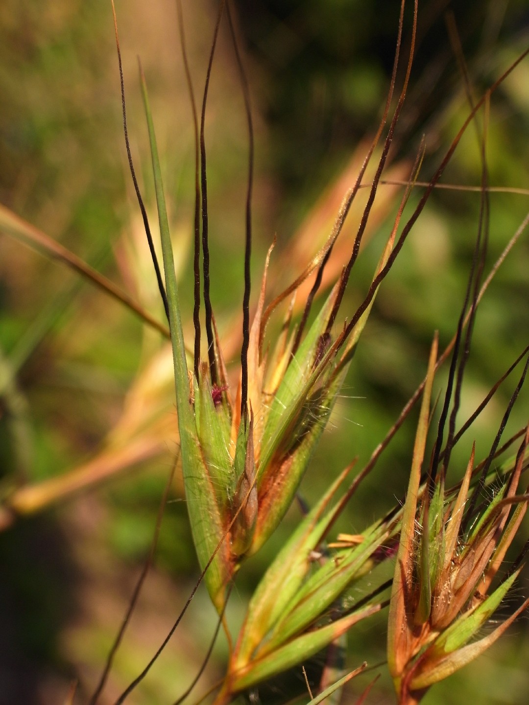 Kangaroo grasses (Themeda) Flower, Leaf, Care, Uses - PictureThis
