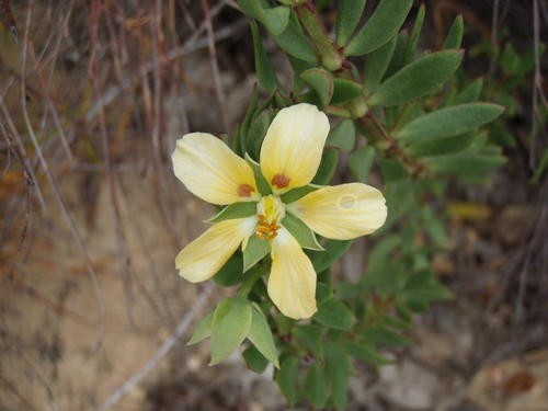 Roepera fulva Flower, Leaf, Care, Uses - PictureThis