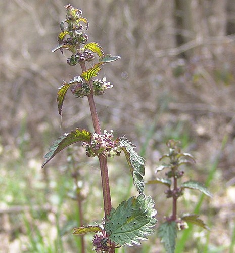 Chichicastle (Urtica chamaedryoides) - PictureThis