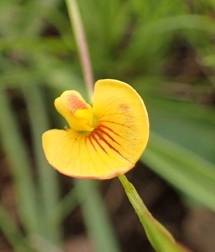 Zornia capensis - PictureThis