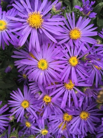 Aster trinervius - PictureThis