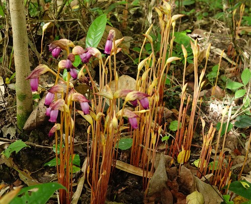 Indian broomrape (Aeginetia indica) Flower, Leaf, Care, Uses - PictureThis