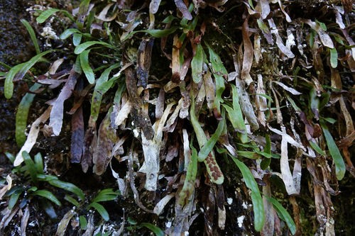 Strap fern (Notogrammitis patagonica) Flower, Leaf, Care, Uses ...