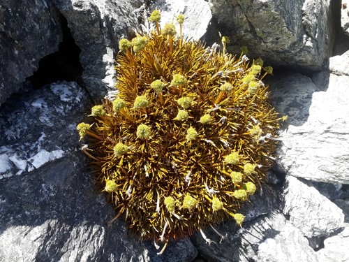 Aciphylla simplex - PictureThis