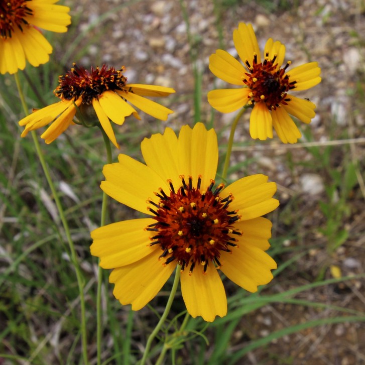 Stiff Greenthread (Thelesperma filifolium) Flower, Leaf, Care, Uses ...