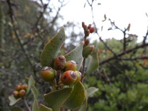 Quintral (Tristerix corymbosus) Flower, Leaf, Care, Uses - PictureThis