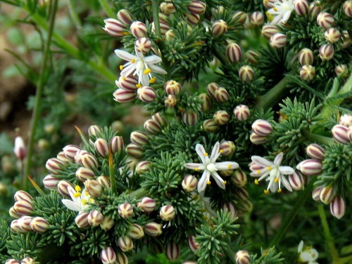 Asparagus capensis - PictureThis