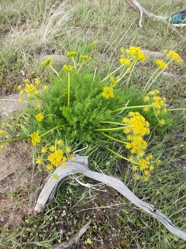 Lomatium dissectum - PictureThis