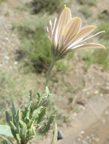 Dimorphotheca cuneata - PictureThis