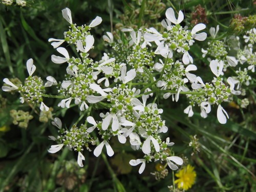 Mediterranean hartwort (Tordylium apulum) Flower, Leaf, Care, Uses ...