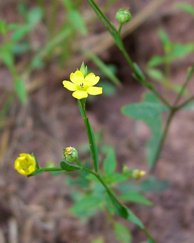 Linum medium - PictureThis